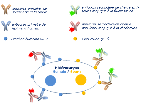Propriétés de la membrane plasmique