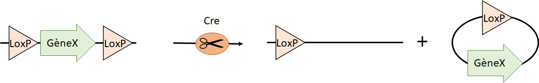Le système Cre-Lox