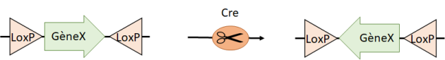 Le système Cre-Lox