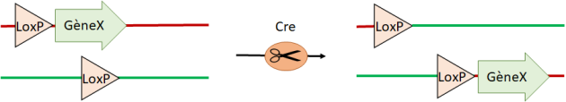 Le système Cre-Lox