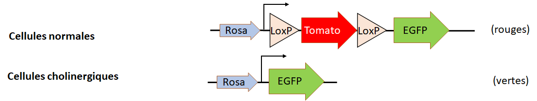 Application : Les souris Cre-Lox de l'entreprise JAX