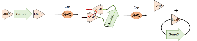 Le système Cre-Lox