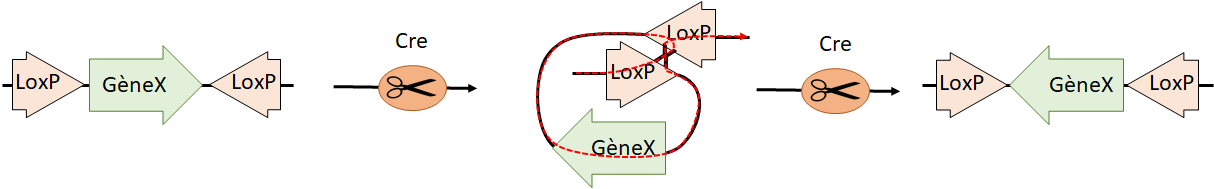 Le système Cre-Lox