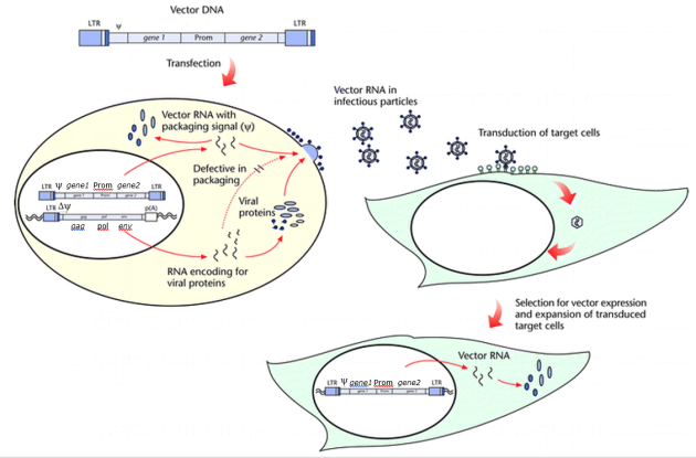 Production d'un vecteur rétroviral