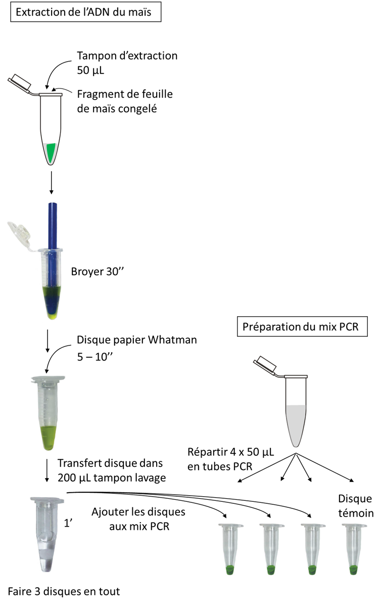 Optimisation d'un TP de détection de maïs transgénique par PCR Multiplexe