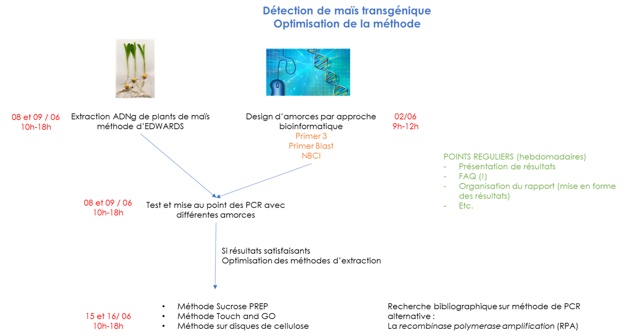 Optimisation d'un TP de détection de maïs transgénique par PCR Multiplexe
